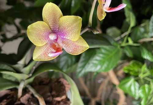 Орхидея фаленопсис Sogo Lawrence