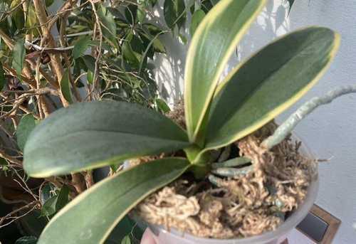 Орхидея фаленопсис вариегатные листья