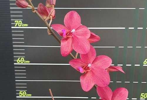 Орхидеи фаленопсис на конец мая