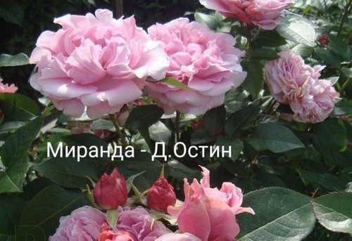 Розы Девида Остина
