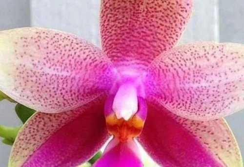 Орхидея Phalaenopsis Liodoro