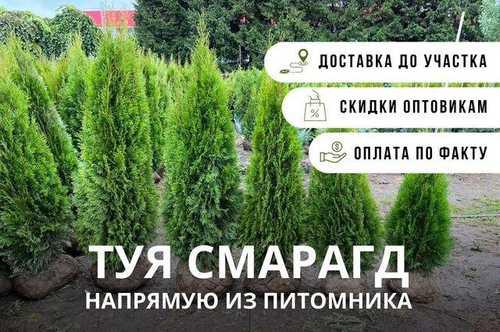 Туя смарагд из питомника