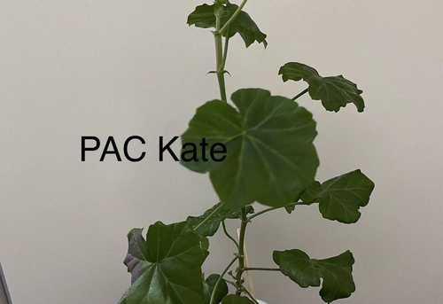 Пеларгония герань PAC Kate плющелистная