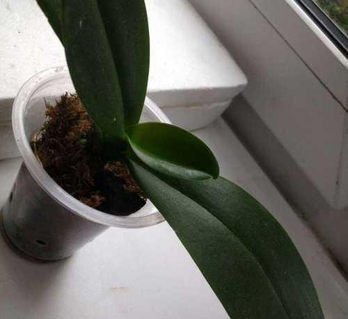 Орхидея фаленопсис, дендробиумы
