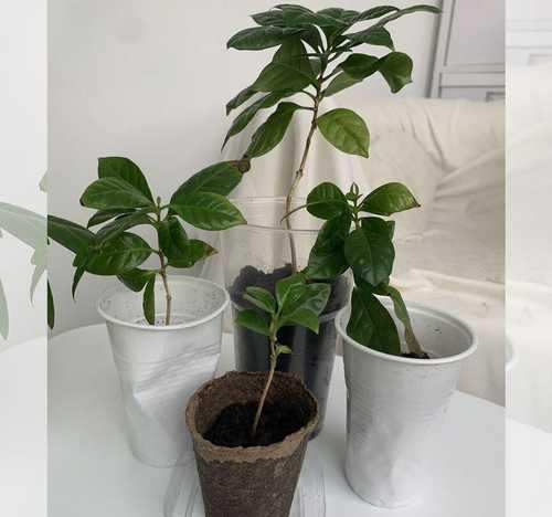 Кофейное дерево растение