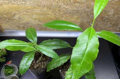 Hoya Imperialis Palawan