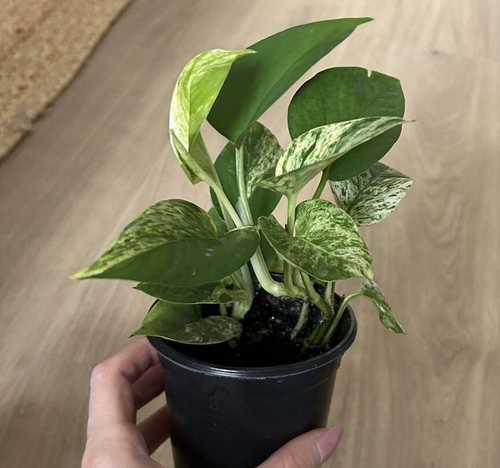 Эпипремнум марбл квин / marble queen