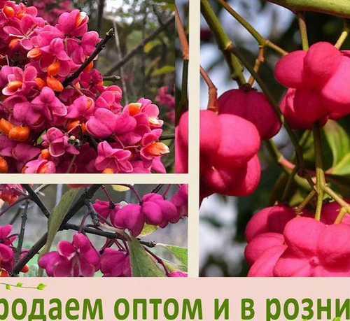 Бересклет европейский