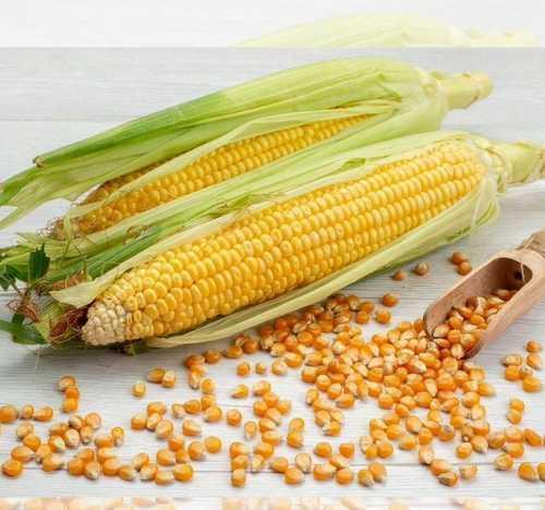 Гибриды семян кукурузы и подсолнечника