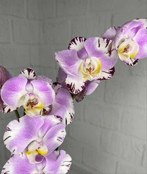 Орхидея фаленопсис Art Nouveau (Модерн)
