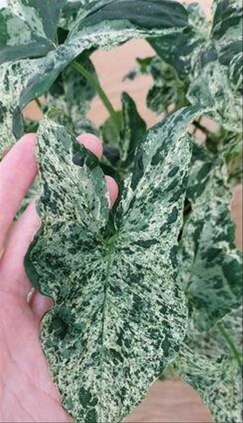 Сингониум Моттлед Арроухед Mottled Arrowhead