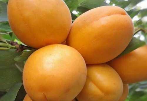 Саженцы абрикоса для сибири