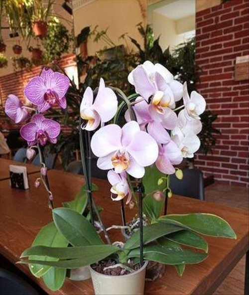 Орхидея фаленопсис каскад