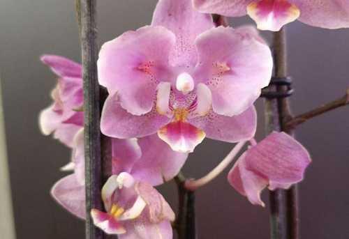 Орхидея парфюмерная фабрика бабочка Одорион