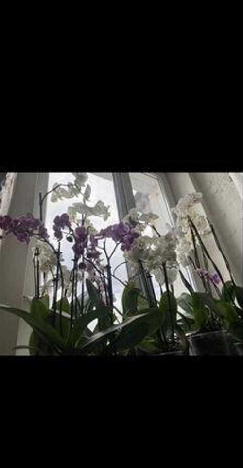 Орхидея фаленопсис дендробиум нобиле аполлон