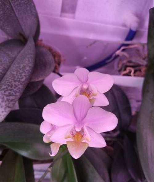 Орхидея фаленопсис Ребят, phal pink long cherish