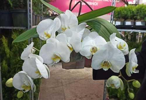 Орхидея фаленопсис каскад 2 ствола