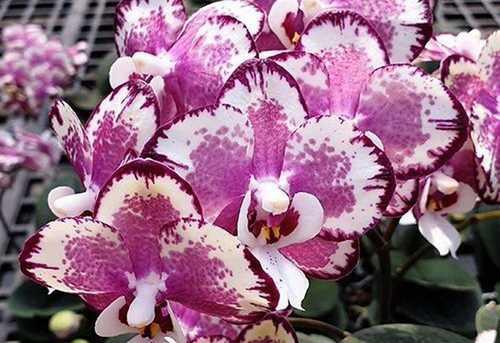 Орхидея Phal. Kaoda Twinkle '1442'