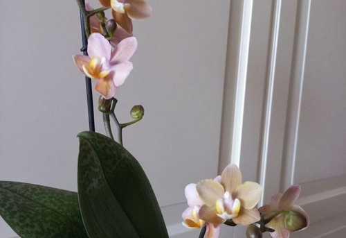 Орхидея фаленопсис Парфюмерная фабрика Сеншен