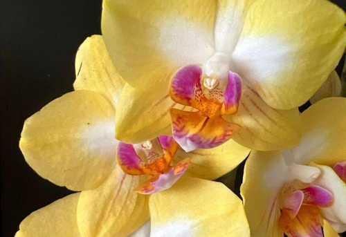 Орхидея Сладкая Девочка