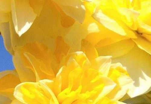 Нарциссы, тюльпаны