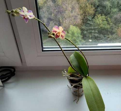 Орхидея фаленопсис Pulcherrima 4N Yaphon 2,5