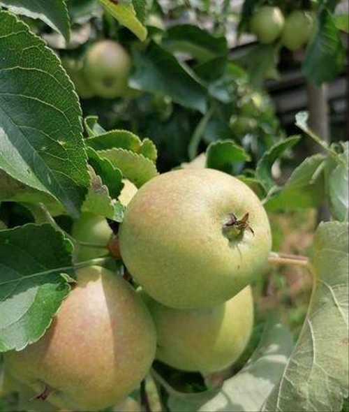 Яблоки груши местные домашние очень вкусные
