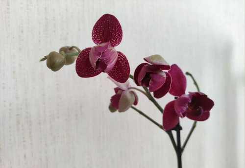 Орхидея Фаленопсис Кимоно - пелорик