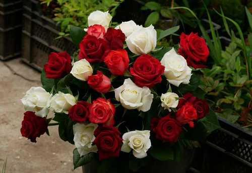 Букеты из свежих цветов, роза, лилия,ромашка, пион
