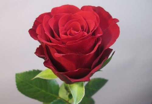Роза одноголовая и кустовая кения оптом