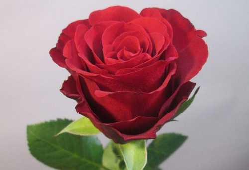 Роза одноголовая и кустовая кения оптом