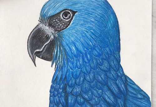 Картина карандашами попугай