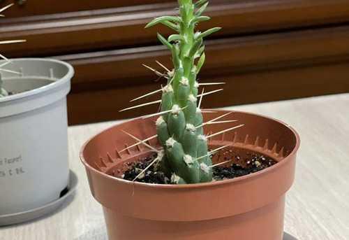 Аустроцилиндропунция кактус