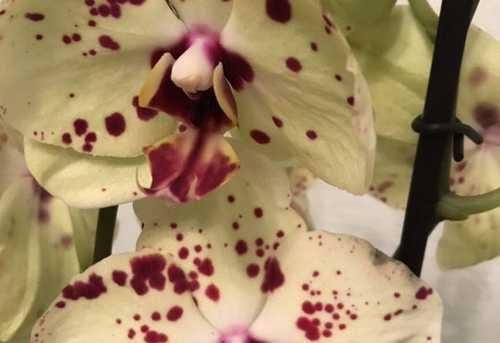Орхидея фаленопсис альбуфейра