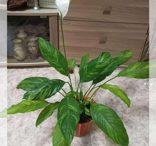 Спатифиллум Мун Шедоу