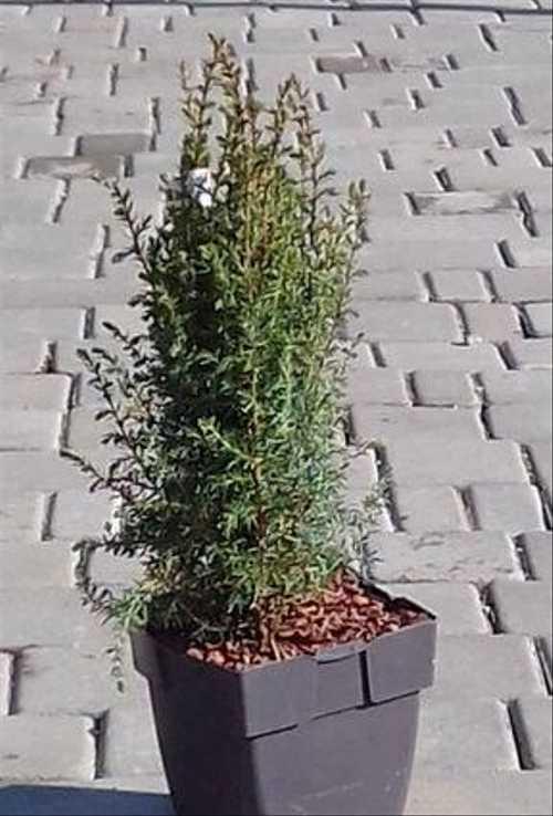 Растение Можжевельник (Juni Co Arnold)