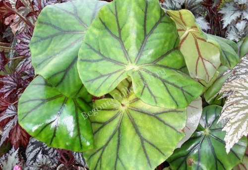 Begonia Glandulosa Бегония Гландулоса