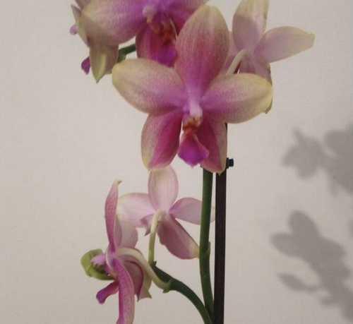 Орхидея Лиодоро ароматная