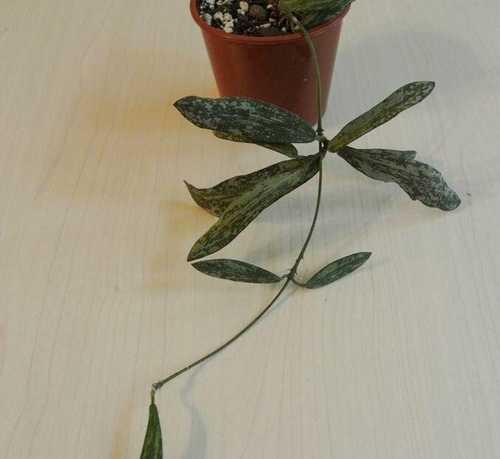 Хойя Сигилатис (Hoya Sigillatis)