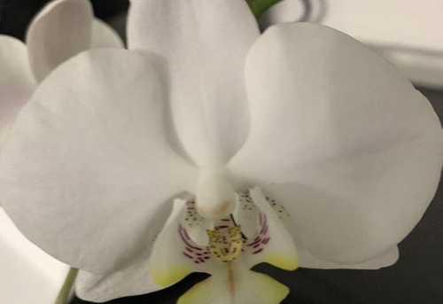 Орхидея фаленопсис, отличные корни, дом. Цветение