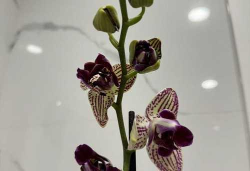 Орхидея фаленопсис Аркадия трилипс