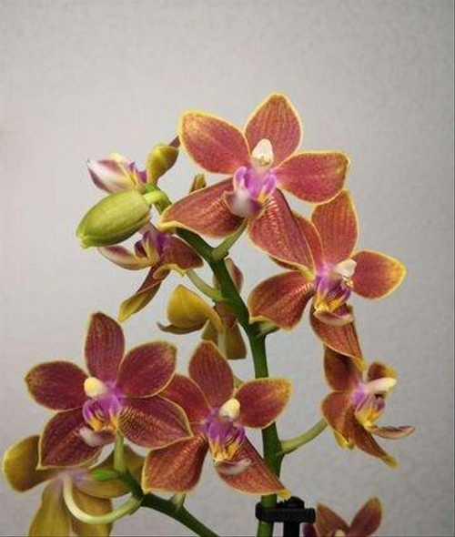 Орхидея фаленопсис Morning Breeze