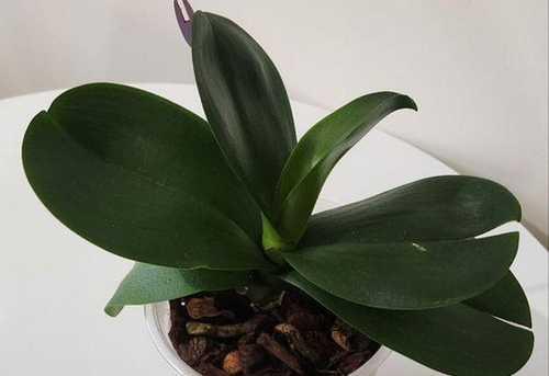 Фаленопсис (орхидея)