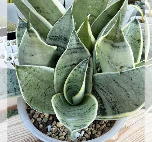 Sansevieria Hahnii Cream (Сансевиерия)