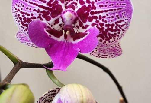 Орхидея фаленопсис #10