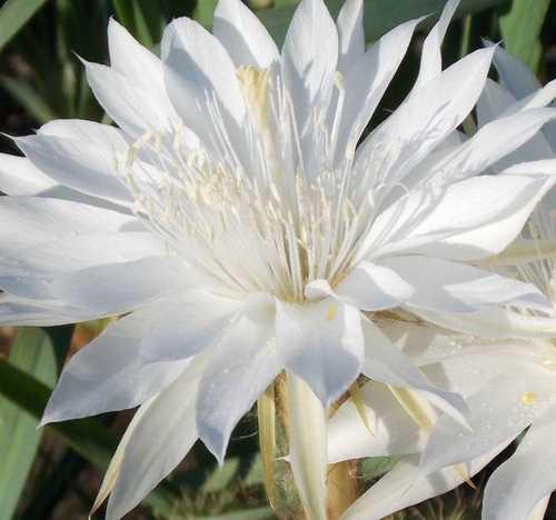 Кактус echinopsis calochlora