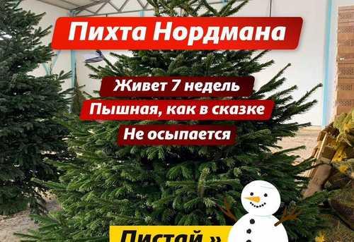 Елка Нордмана пихта