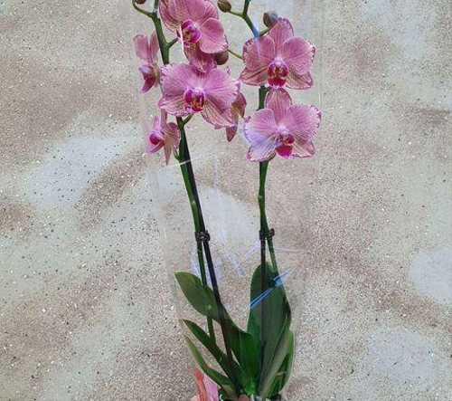 Сортовая орхидея Фаленопсис Пират Пикотти восковик
