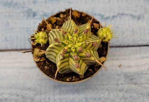 Euphorbia meloformis f. Variegated (Эуфорбия варие