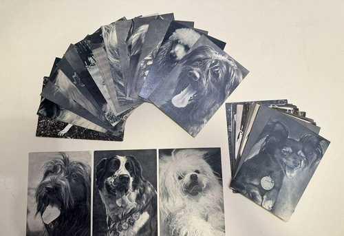 Старинные открытки СССР с собаками 1968-69 гг